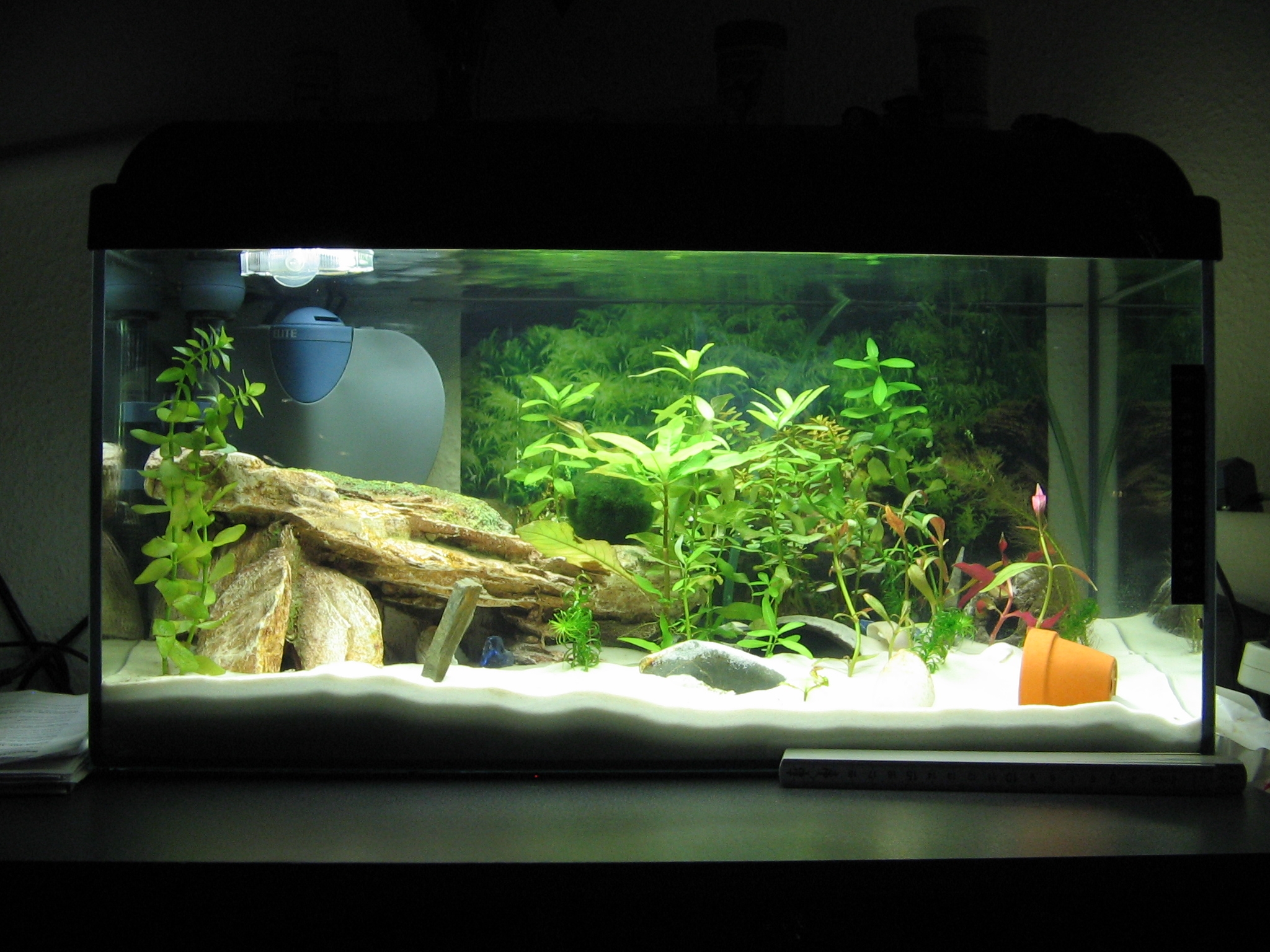 Marmorkrebs – Blueturtles